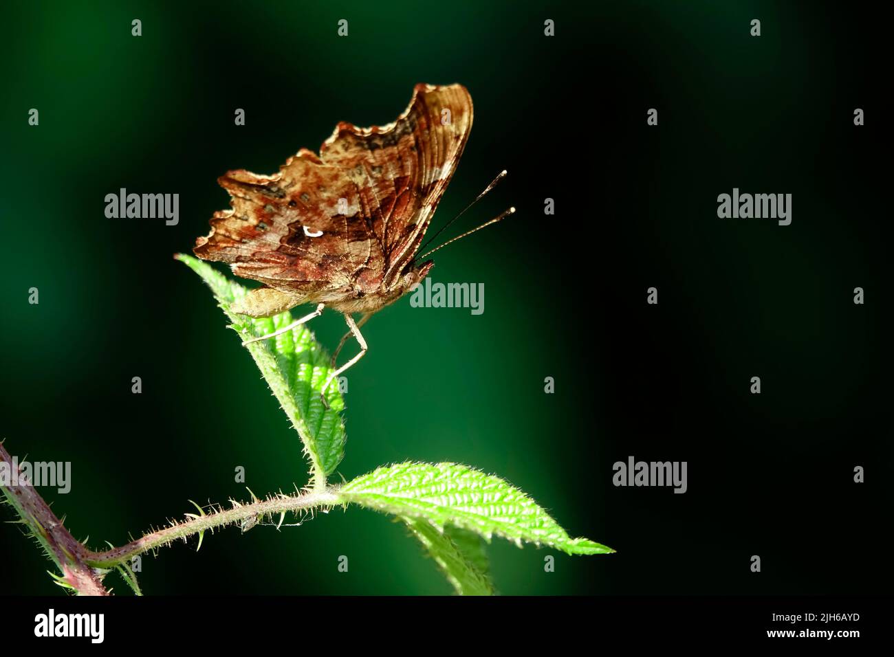 June leaf hi-res stock photography and images - Alamy