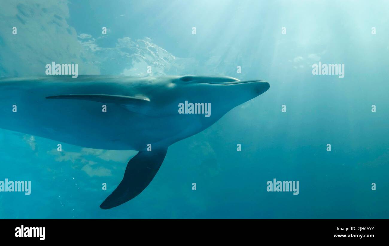 Young bottlenose dolphin swim under surface of the blue water in ...