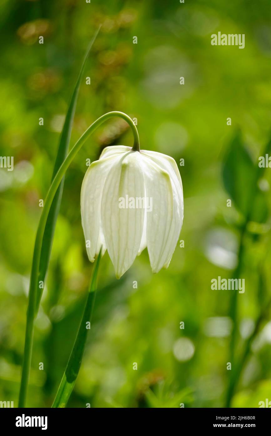 Snake's head fritillary (Fritillaria meleagris), April, Germany Stock ...