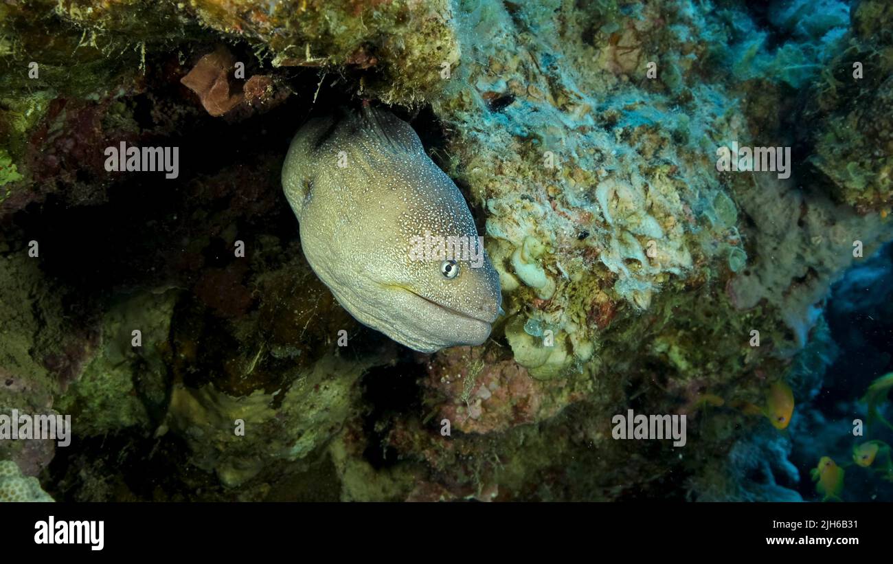 Close-up portrait of Moray peeks out of its hiding place. Yellow ...
