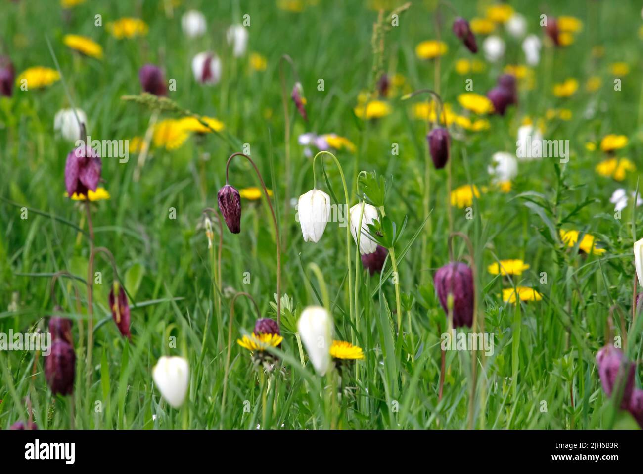 Snake's head fritillary (Fritillaria meleagris), April, Germany Stock ...
