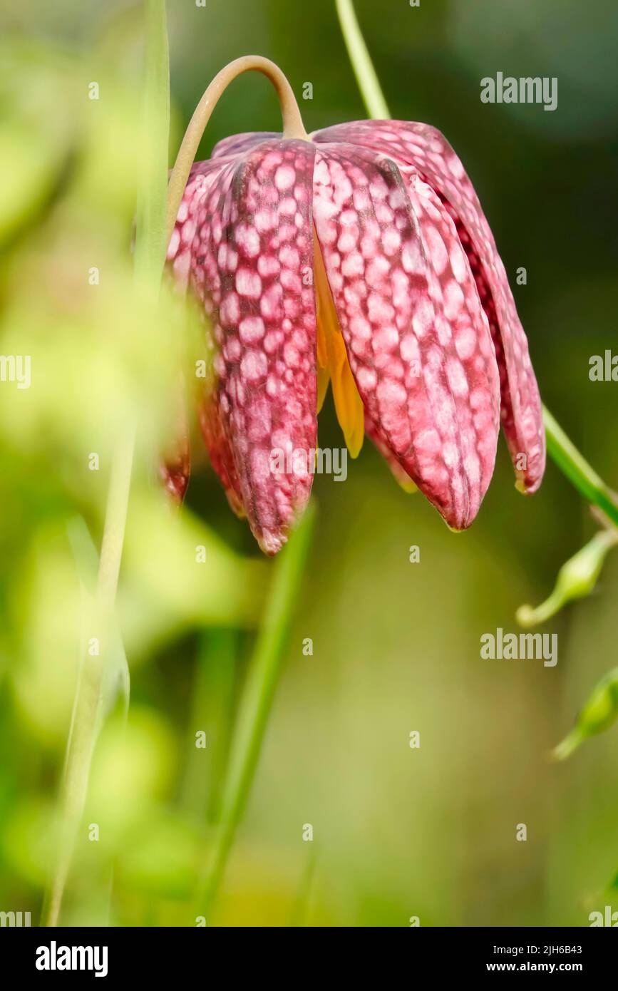 Snake's head fritillary (Fritillaria meleagris), April, Germany Stock ...
