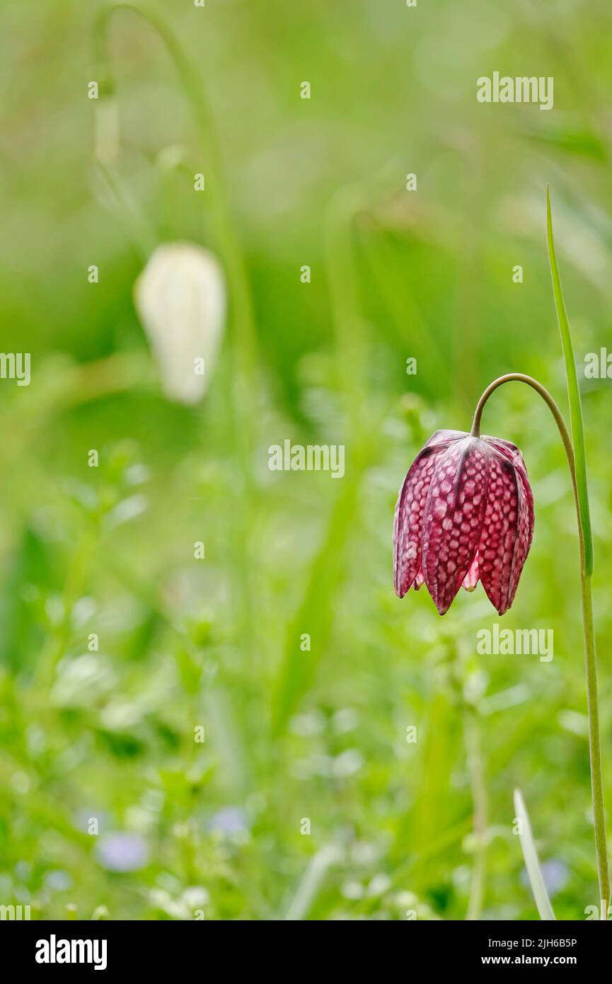 Snake's head fritillary (Fritillaria meleagris), April, Germany Stock ...