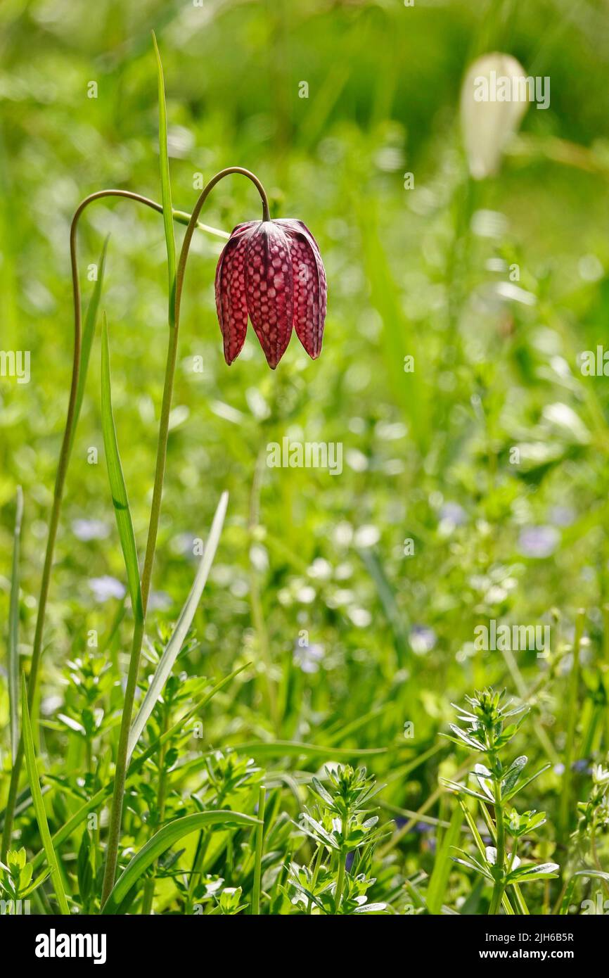 Snake's head fritillary (Fritillaria meleagris), April, Germany Stock ...