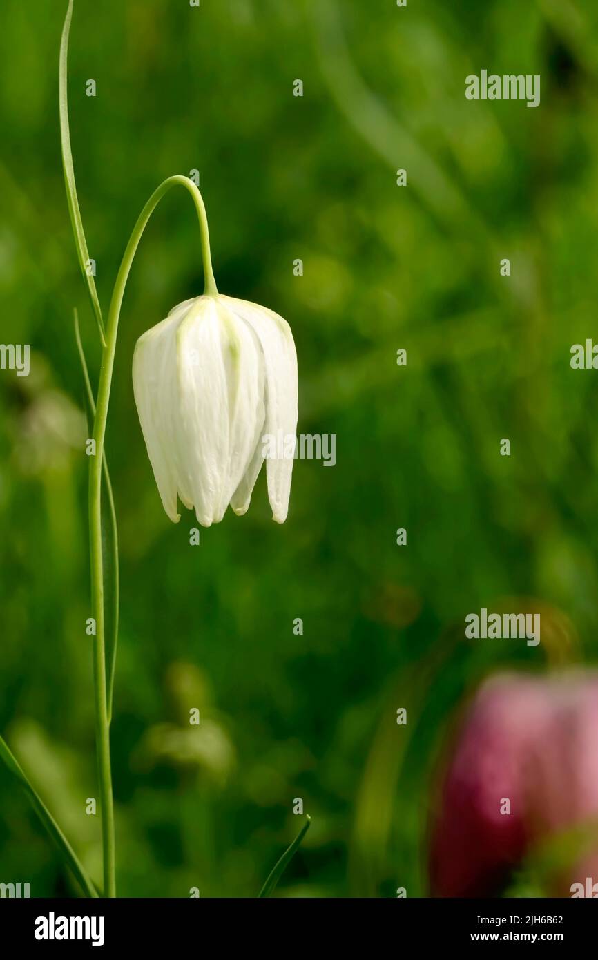 Snake's head fritillary (Fritillaria meleagris), April, Germany Stock ...