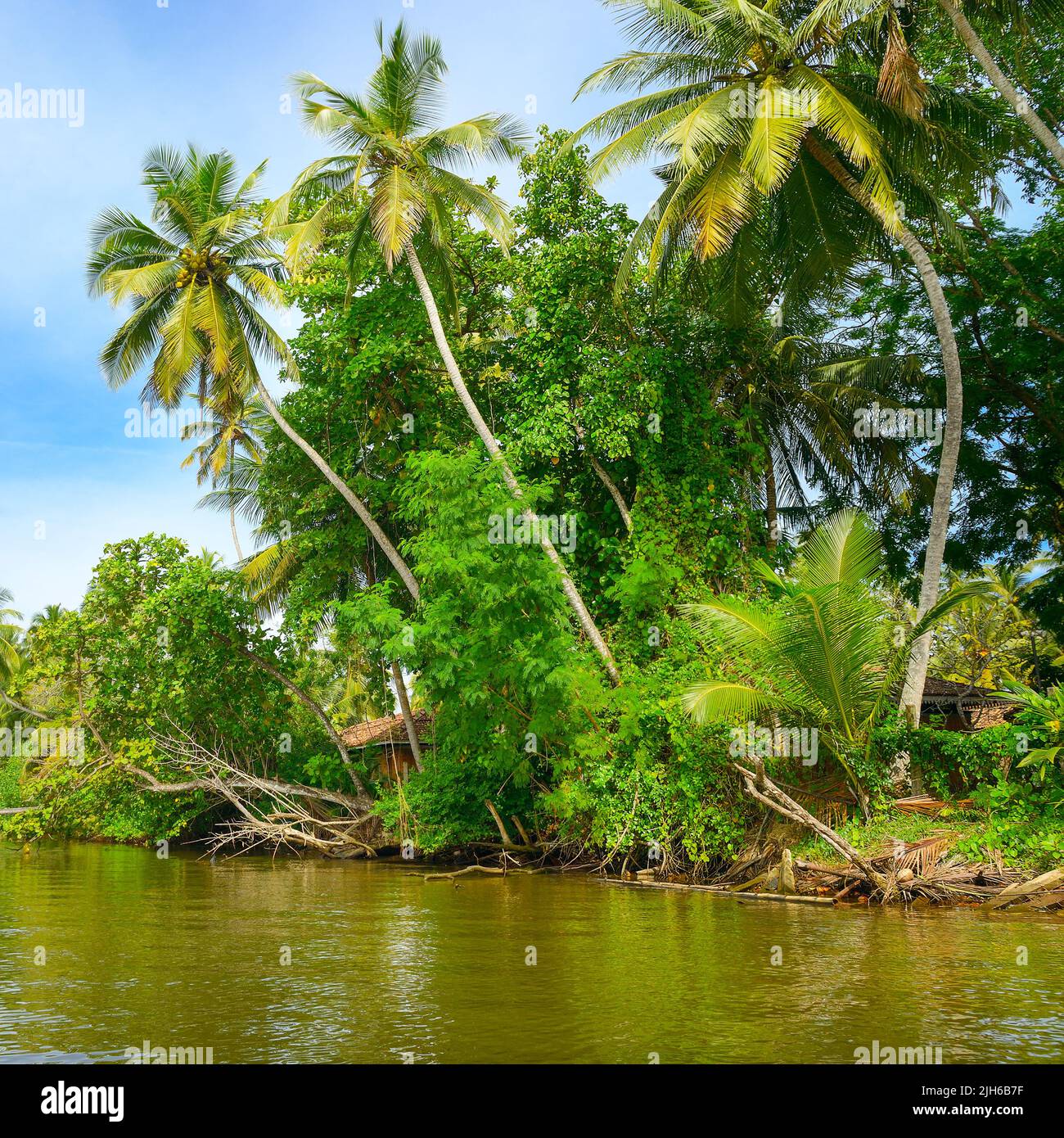 Jungle on shore tropical lake Stock Photo - Alamy