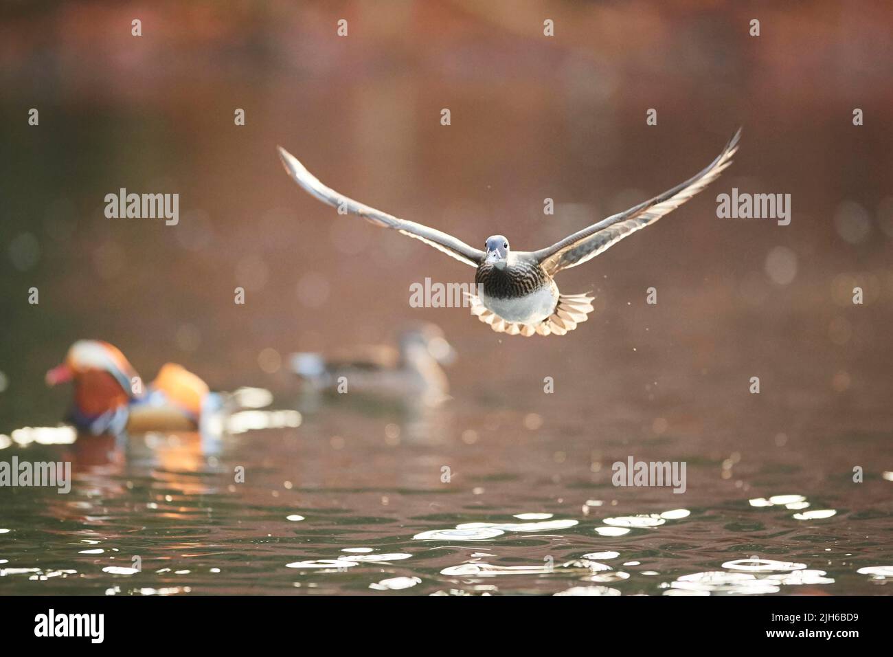Mandarin duck (Aix galericulata) female, flying, Bavaria, Germany Stock ...