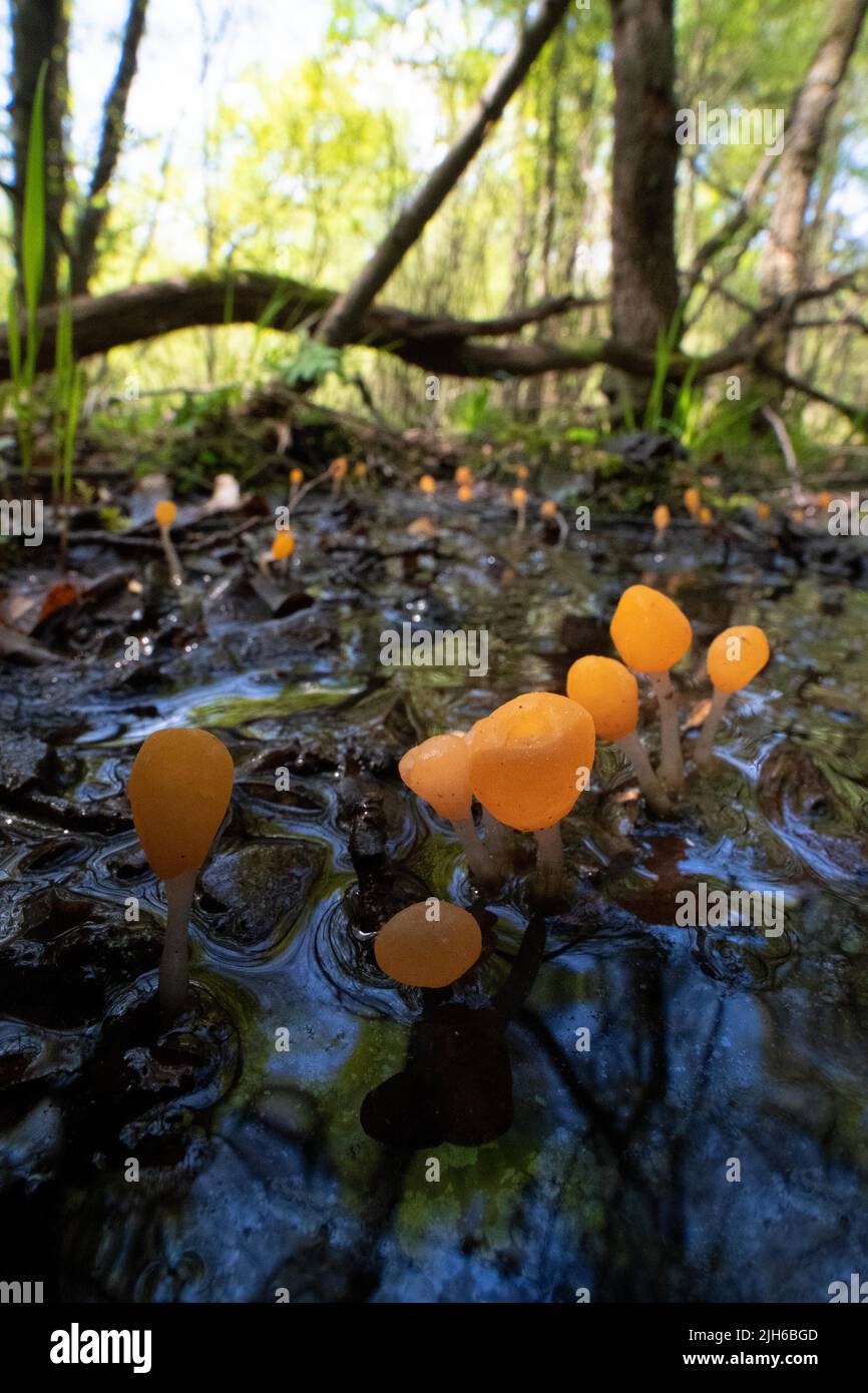 Marsh cap mushroom (Mitrula paludosa), large stand in marshy mixed deciduous forest, Hilden ...