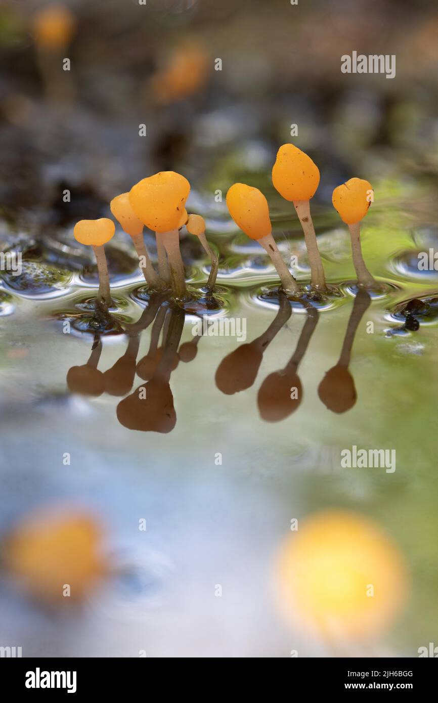 Marsh crested mushroom (Mitrula paludosa), several fruiting bodies reflected in the water ...