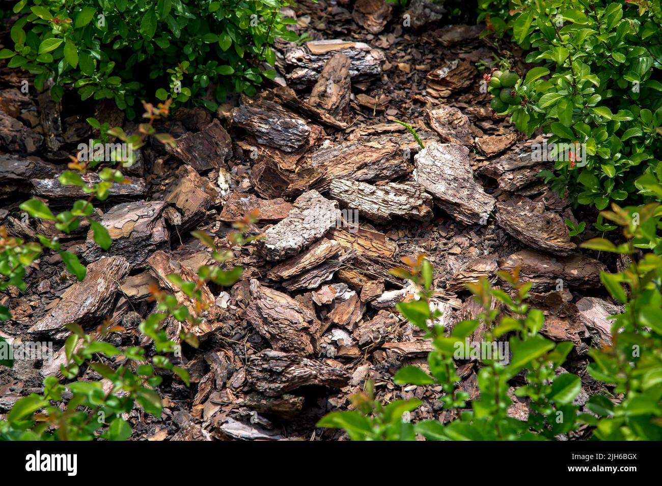 Compost tree bush mulch hi-res stock photography and images - Alamy