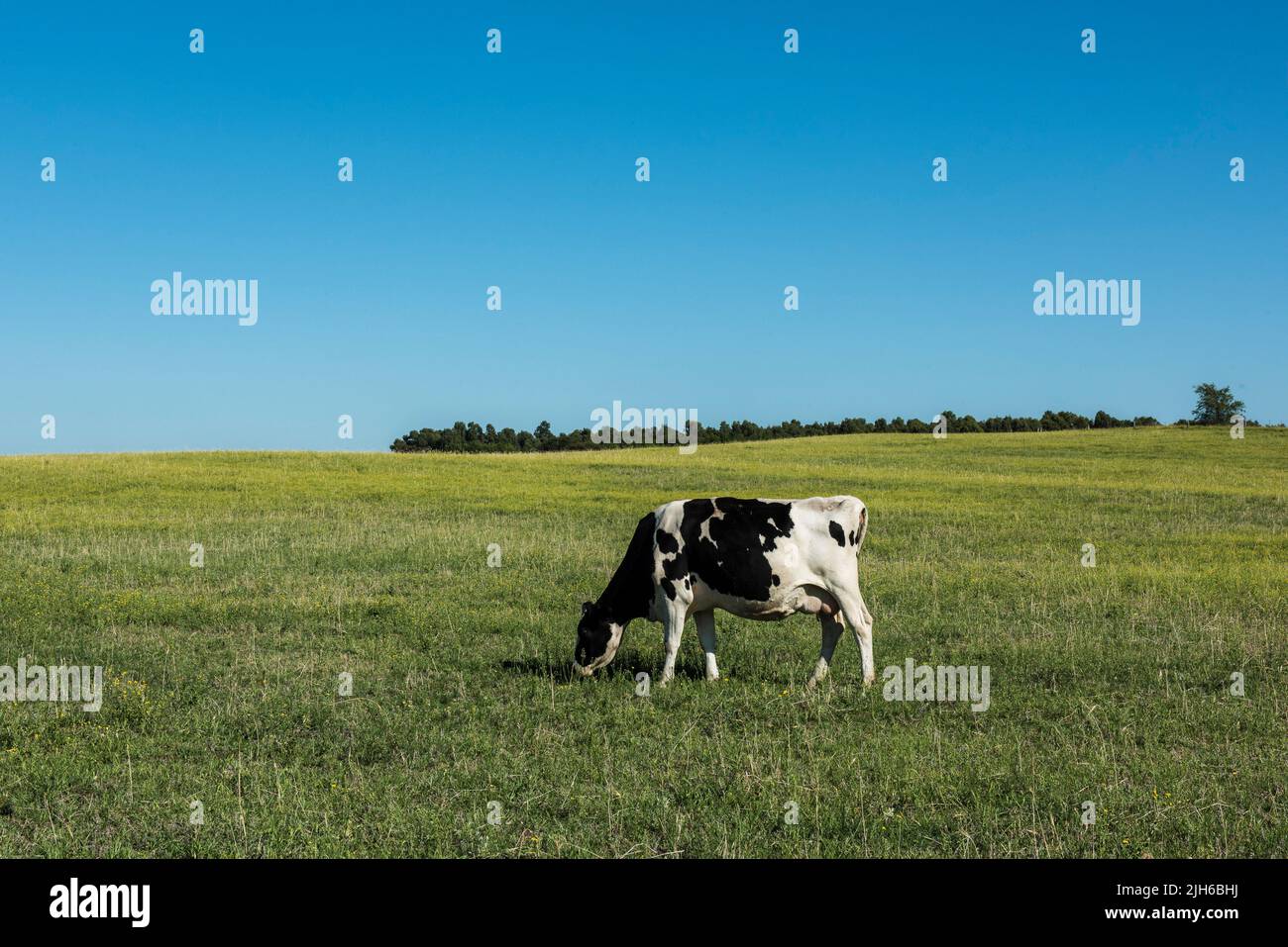 Cattle herd in Pampas Countryside, Animals raised on natural pastures ...