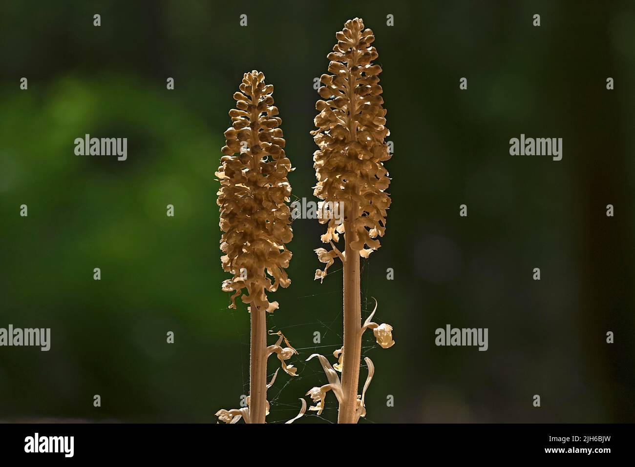 Bird's-nest orchid (Neottia nidus-avis), Bavaria, Germany Stock Photo ...