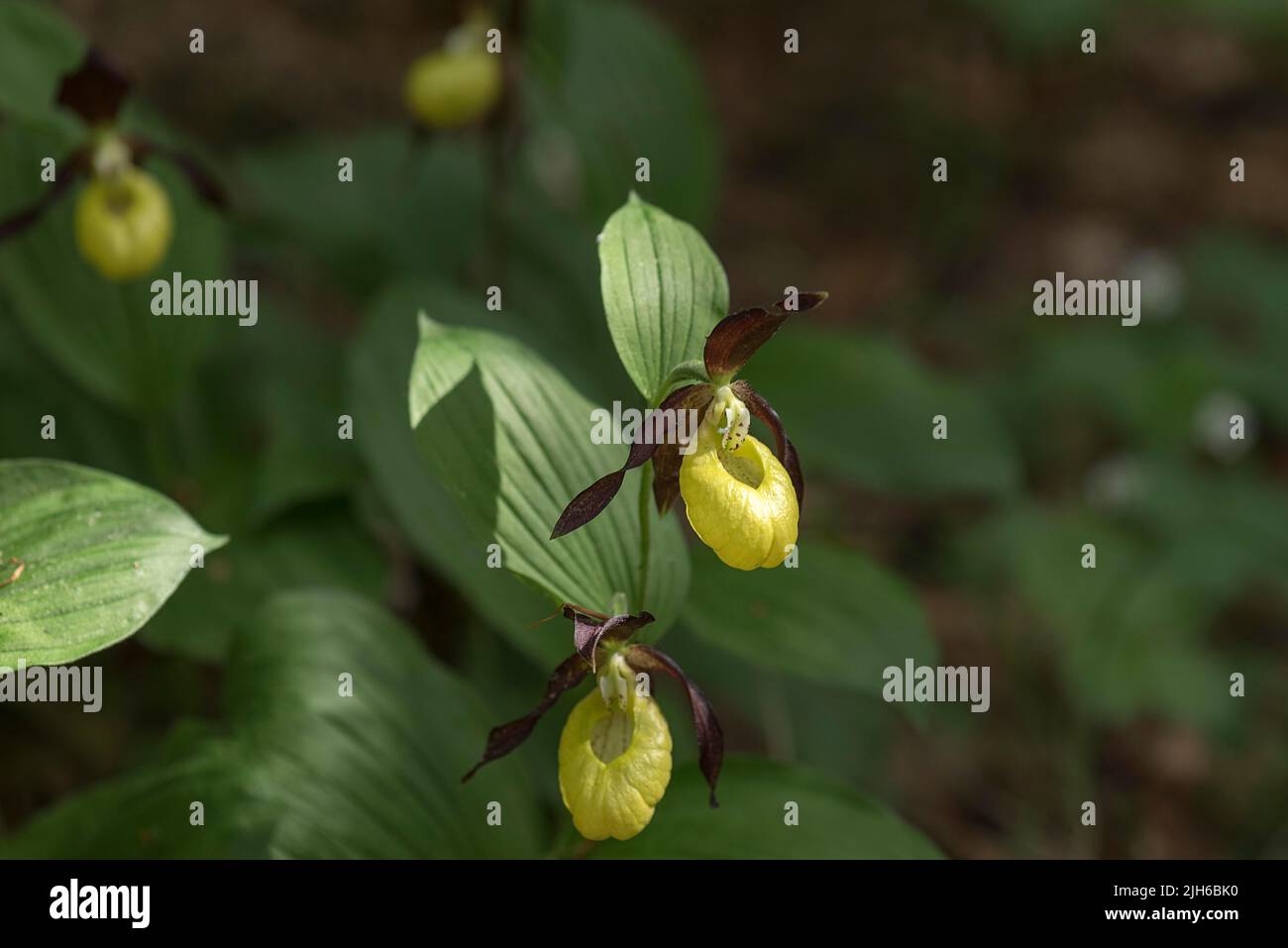Flowering yellow lady's slipper orchid (Cypripedium calceolus), Bavaria ...