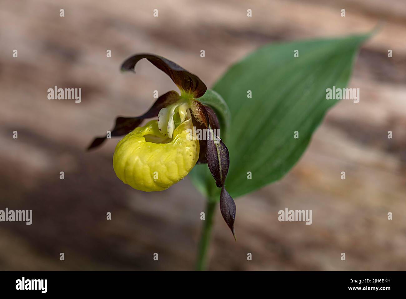 Yellow lady's slipper orchid (Cypripedium calceolus) of the yellow lady ...