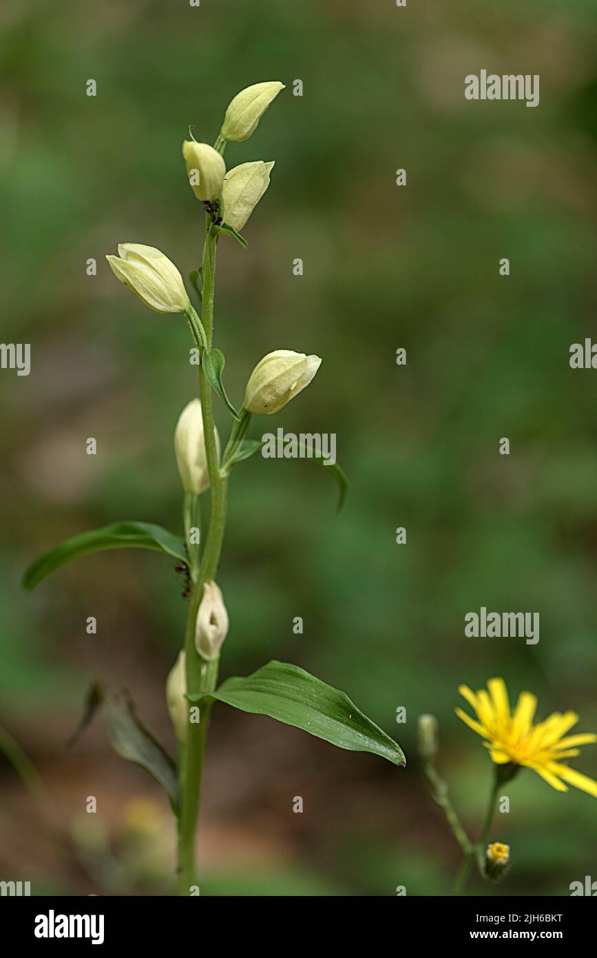 White helleborine (Cephalanthera damasonium), Bavaria, Germany Stock ...