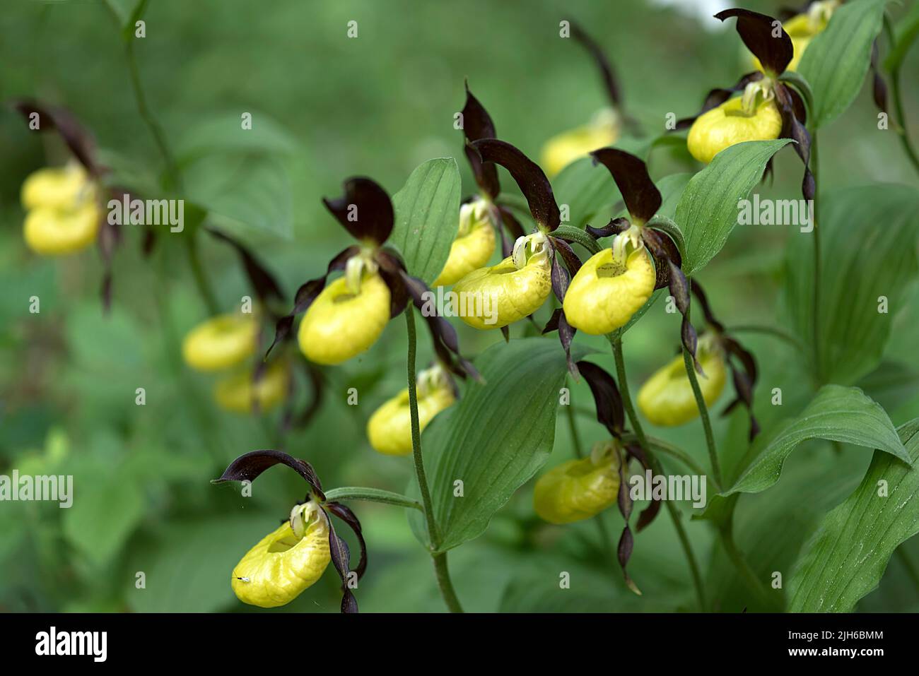 Yellow (Cypripedium calceolus) lady's slipper, Bavaria, Germany Stock ...