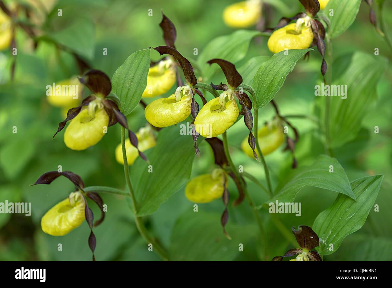 Yellow (Cypripedium calceolus) lady's slipper, Bavaria, Germany Stock ...