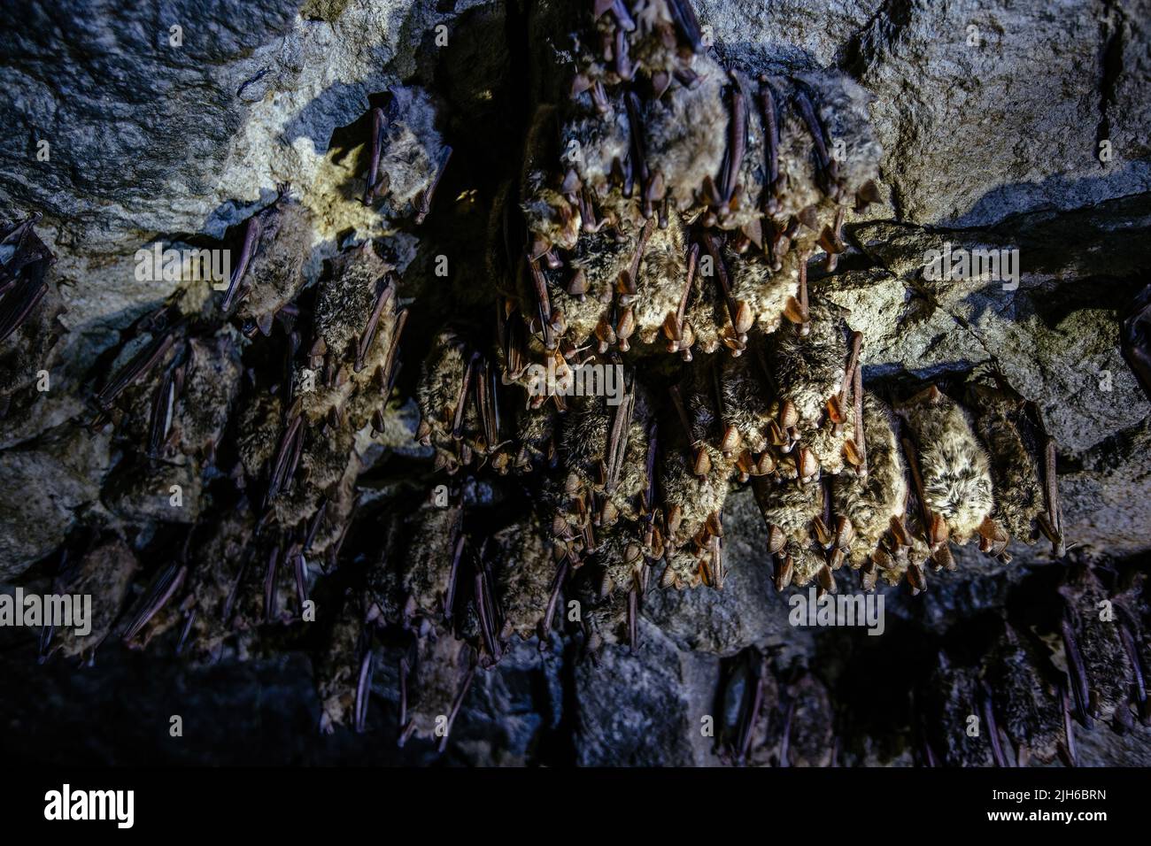 Bats sleeping cave hi-res stock photography and images - Alamy