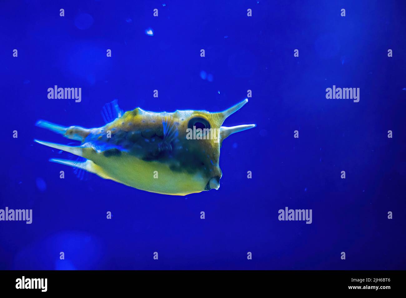 Long horn cow fish also called the horned boxfish, family ostraciidae ...