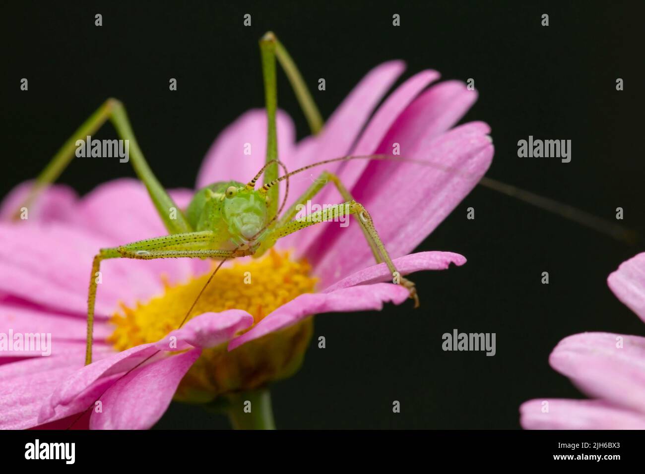 Speckled bush cricket (Leptophyes punctatissima) adult insect on a ...