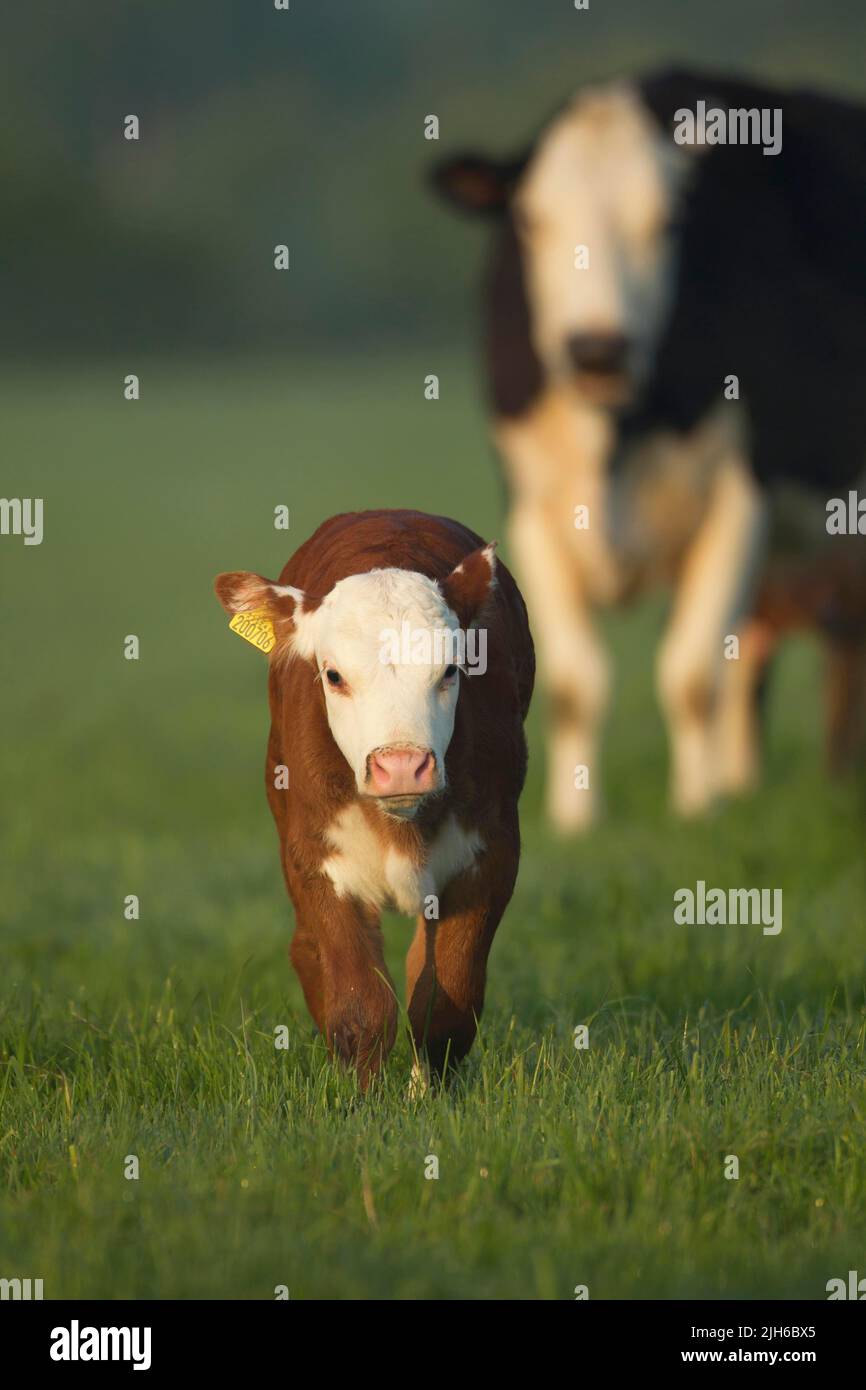 Calf in the grass hi-res stock photography and images - Alamy