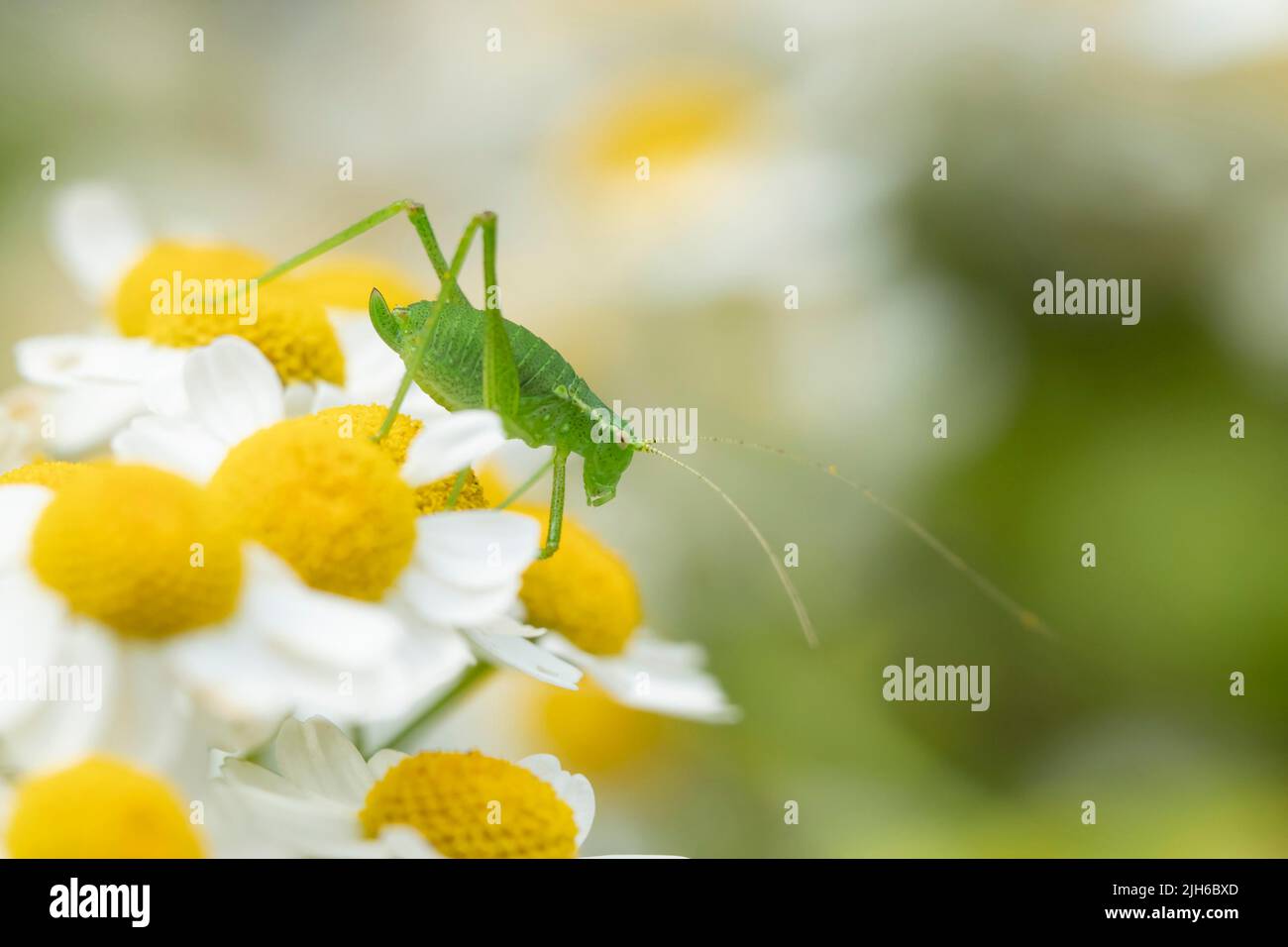 Speckled bush cricket (Leptophyes punctatissima) adult insect on Daisy ...