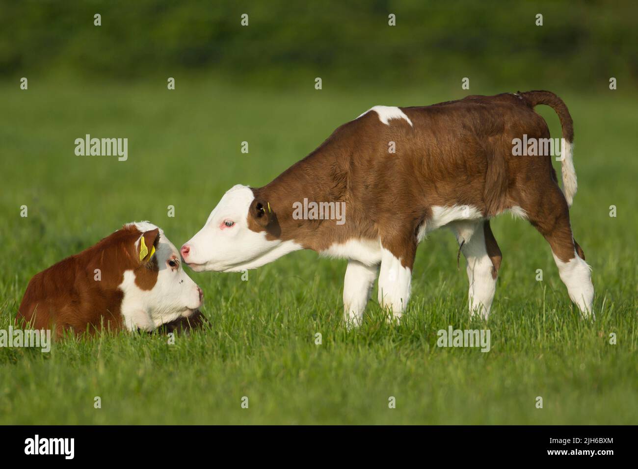 Cow (Bos taurus) two juvenile calves in a grass field, Norfolk, England ...