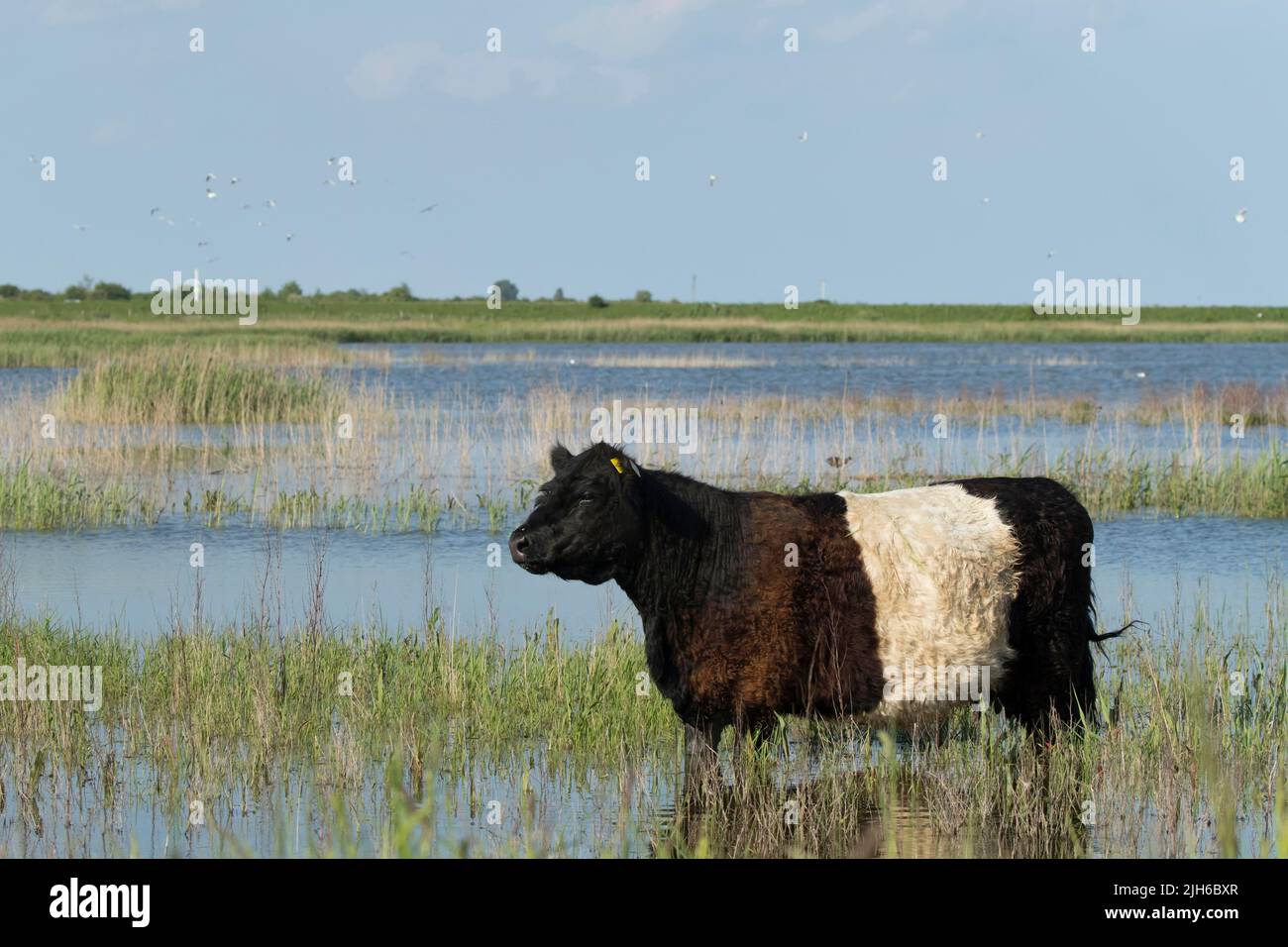Cow (Bos taurus) adult animal standing in water, Lincolnshire, England ...