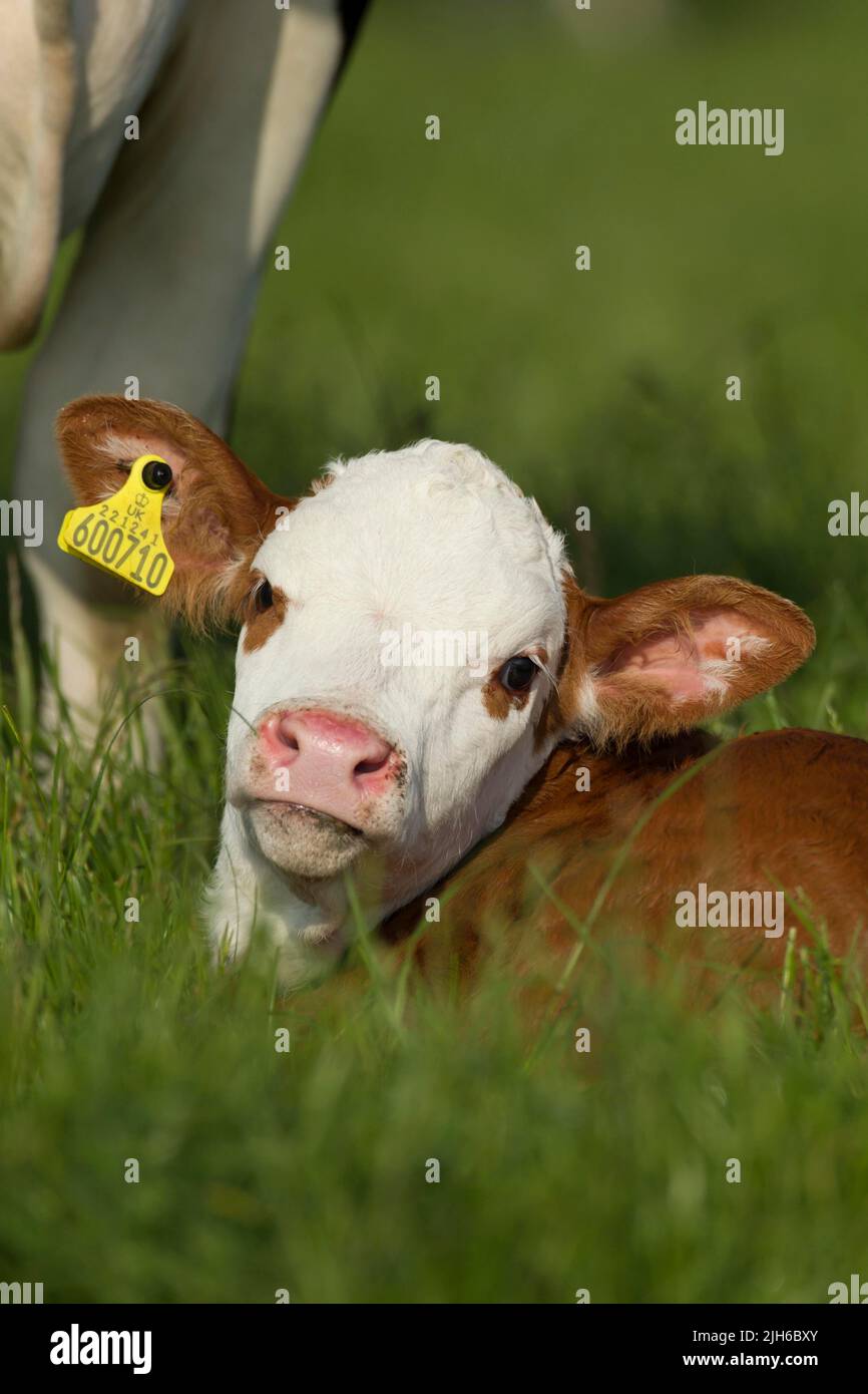 Cow (Bos taurus) juvenile calf sitting in a grass field, Norfolk ...