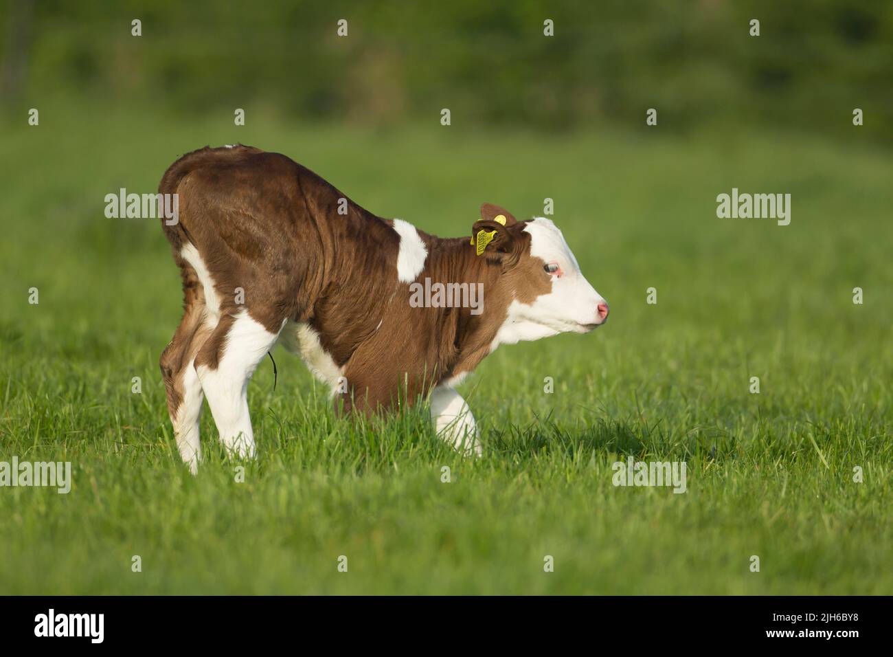 Calf in the grass hi-res stock photography and images - Alamy