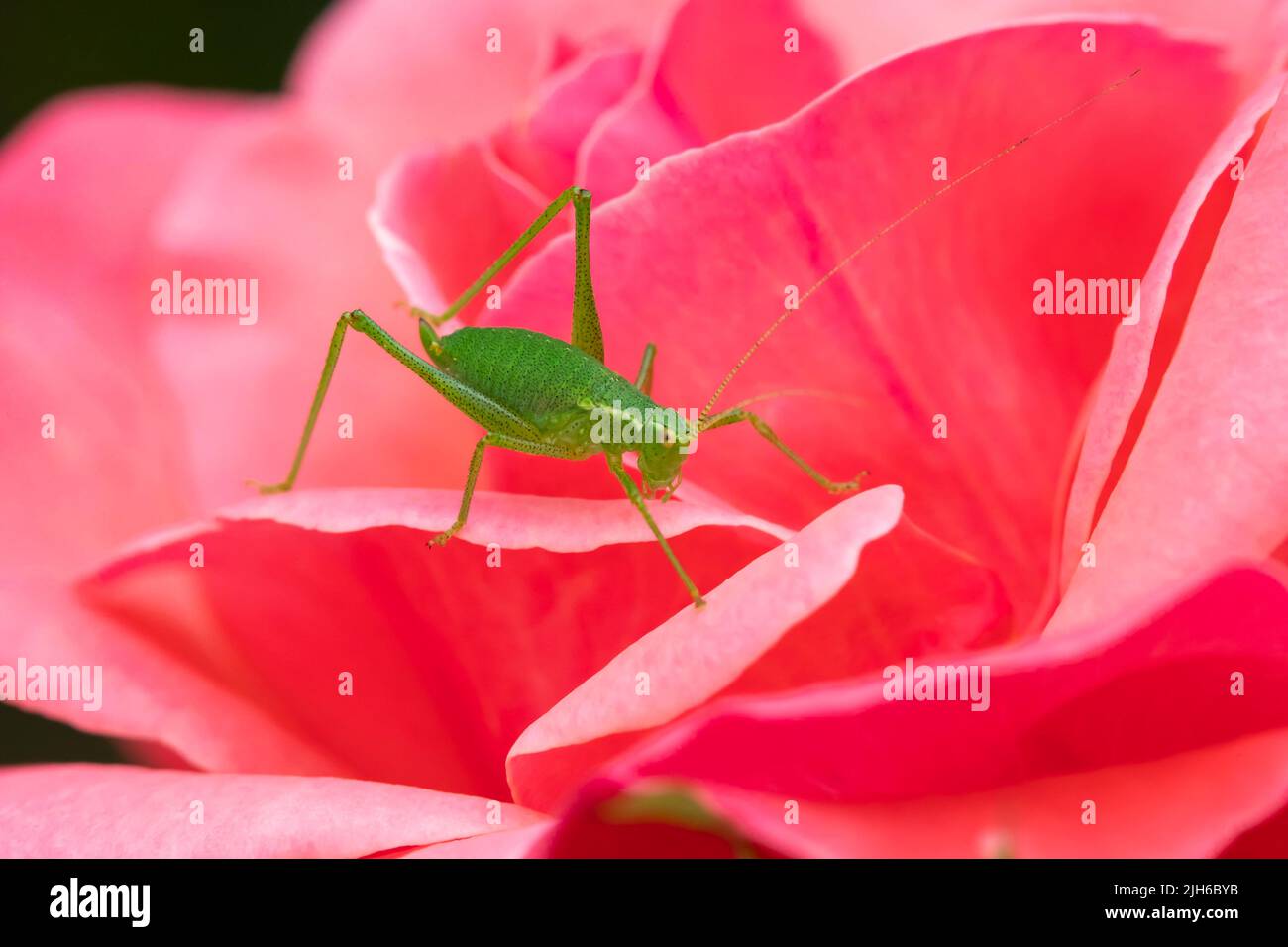 Speckled bush cricket (Leptophyes punctatissima) adult insect on a red ...