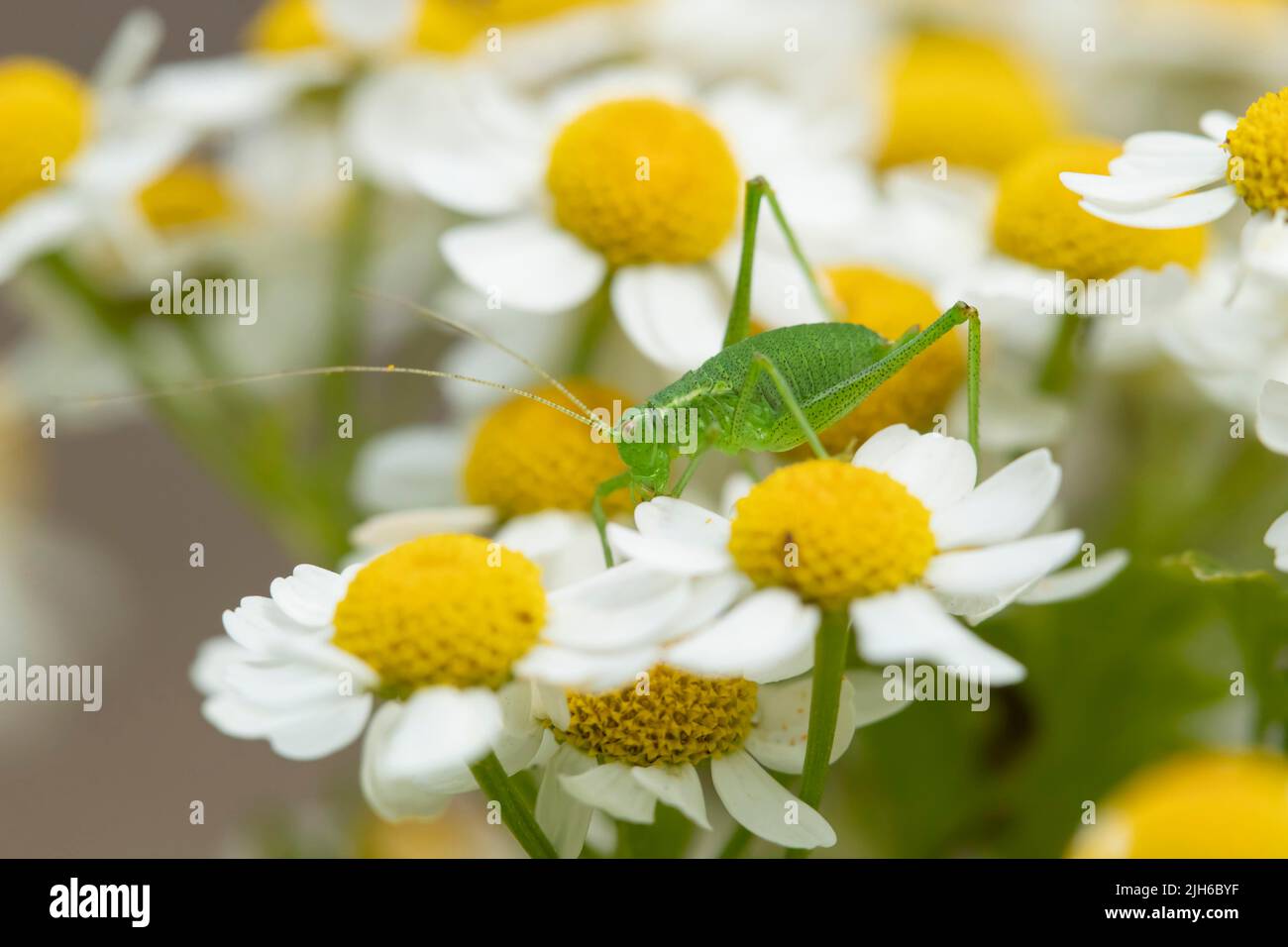 Speckled bush cricket (Leptophyes punctatissima) adult insect on Daisy ...