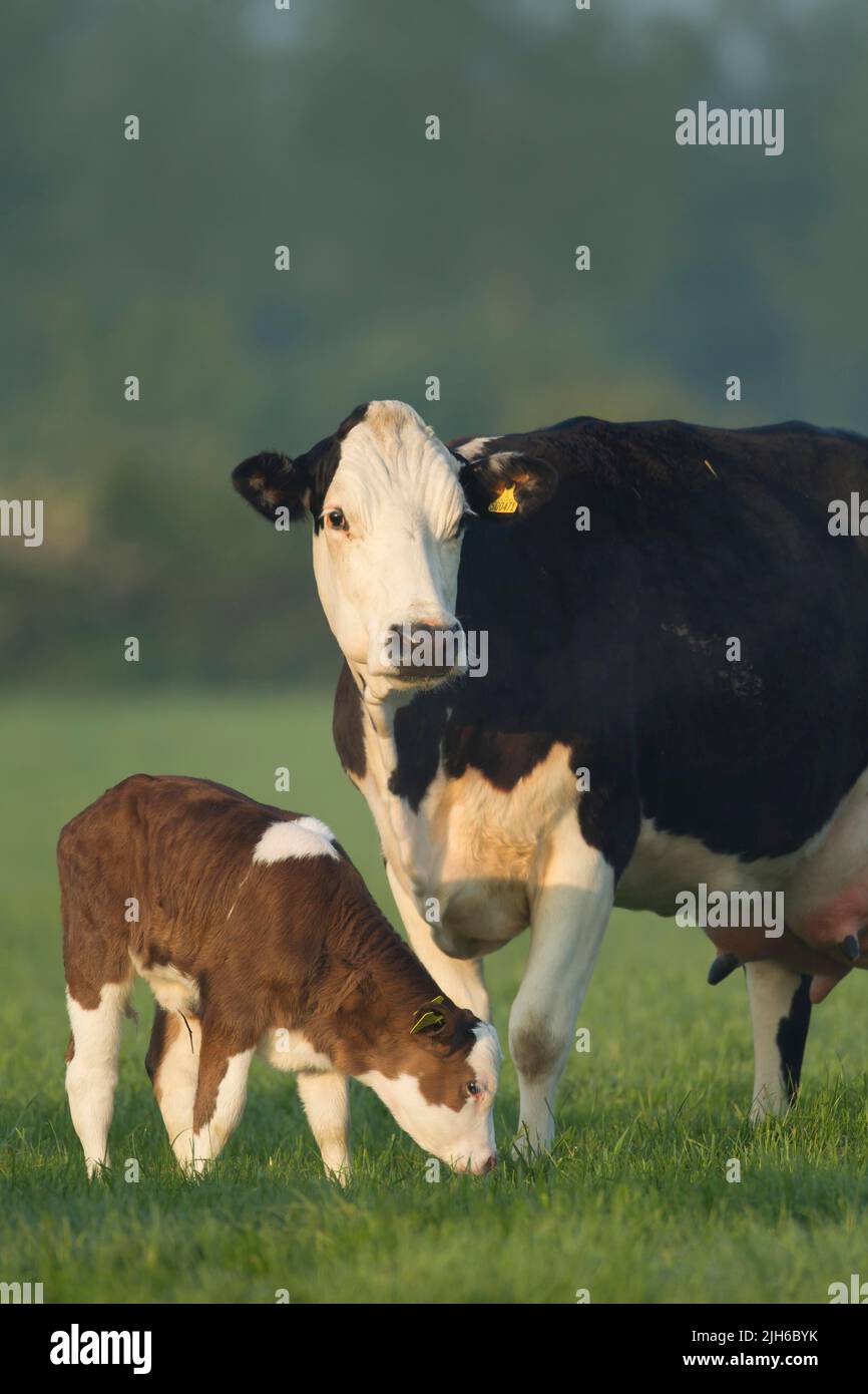 Animal farming norfolk hi-res stock photography and images - Alamy