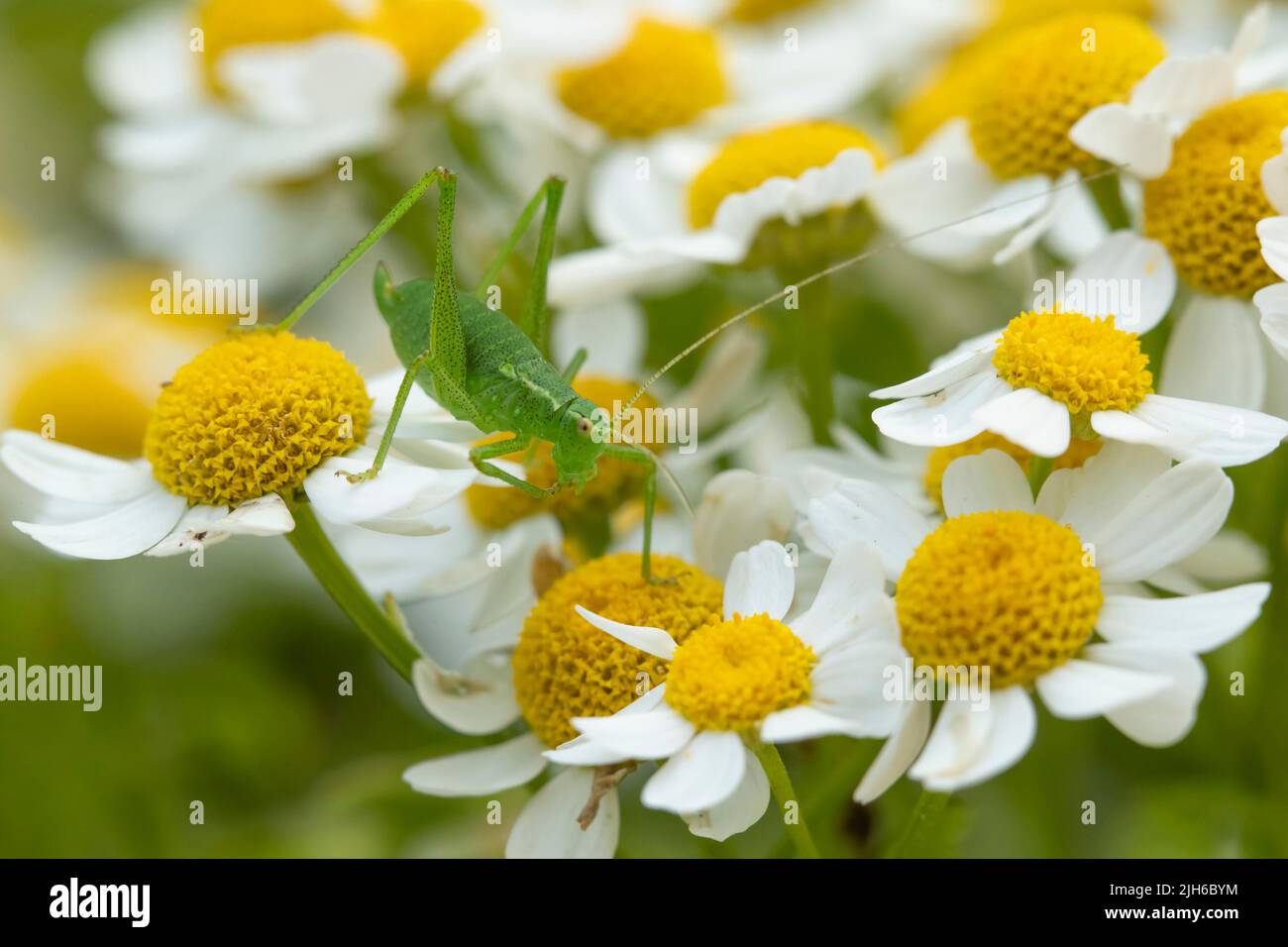 Speckled bush cricket (Leptophyes punctatissima) adult insect on Daisy ...