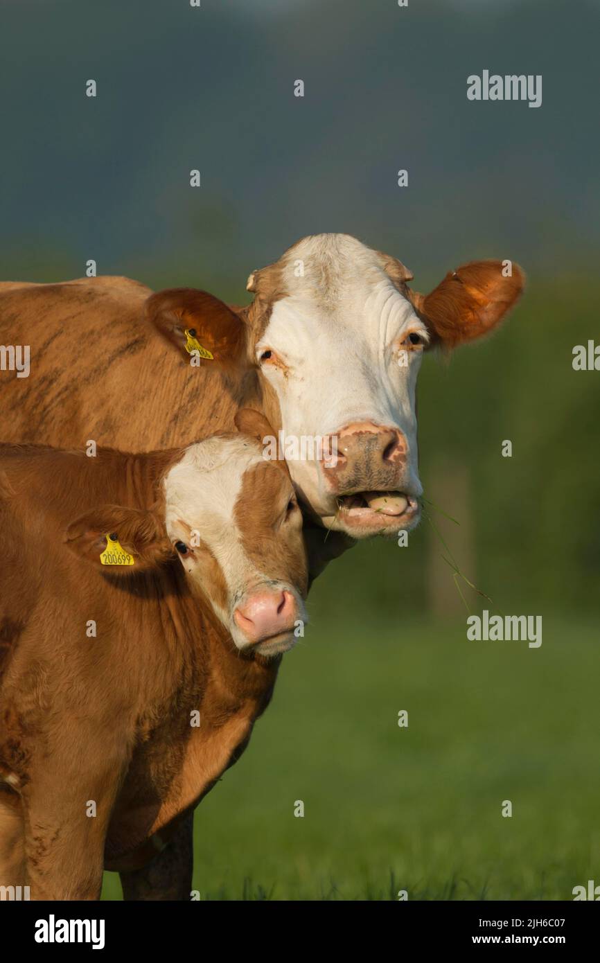 Cow (Bos taurus) adult animal and juvenile calf in a grass field ...