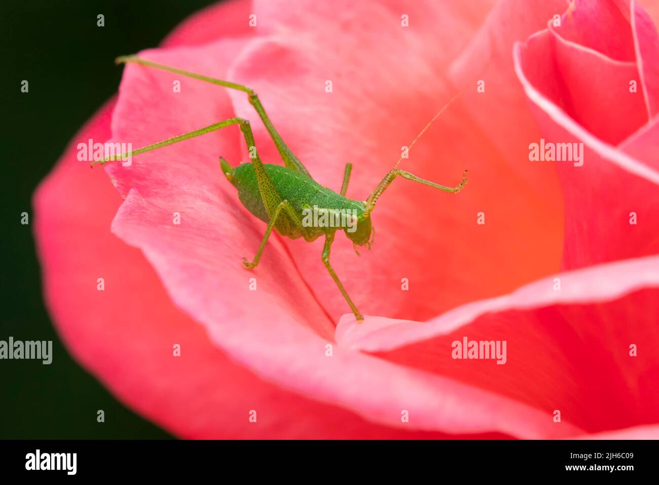 Speckled bush cricket (Leptophyes punctatissima) adult insect on a red ...