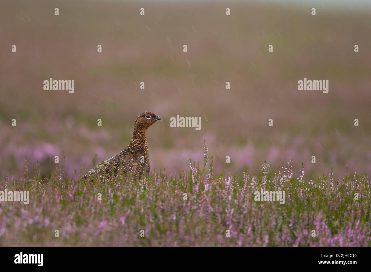 Red grouse (Lagopus lagopus scotica) adult female bird on a Summer ...