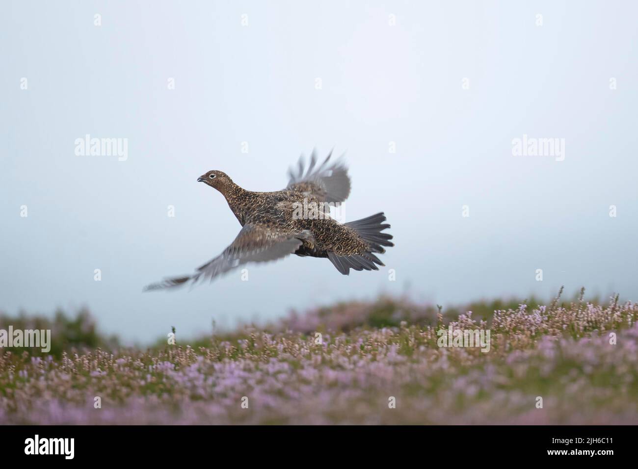 Red grouse (Lagopus lagopus scotica) adult bird flying over a Heather ...