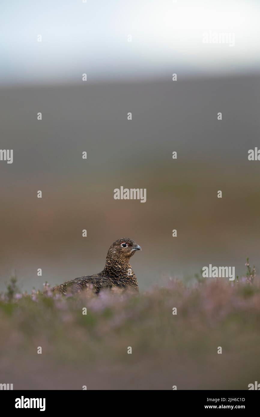 Summer moorland hi-res stock photography and images - Alamy