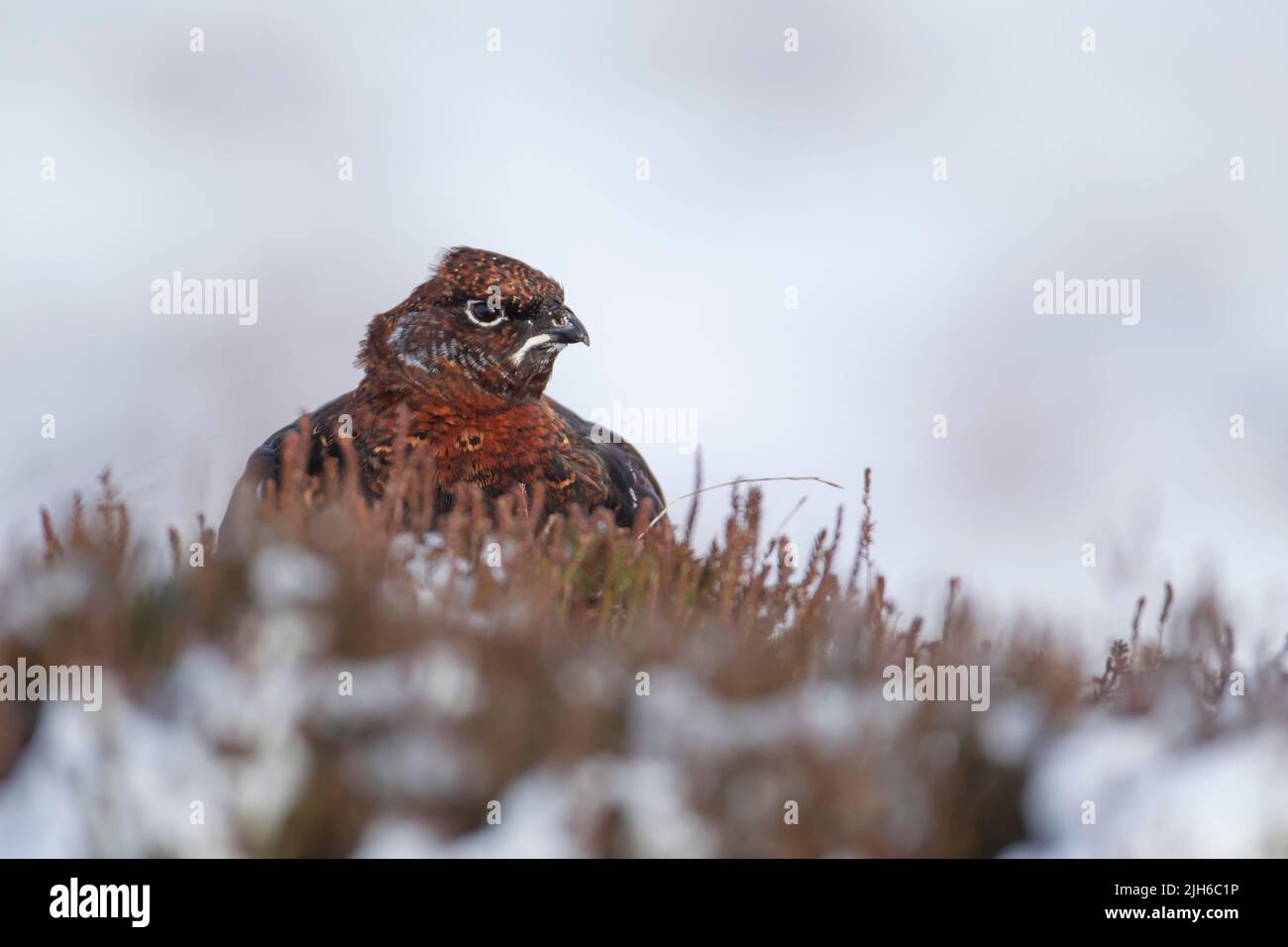 Heather erica mature hi-res stock photography and images - Alamy