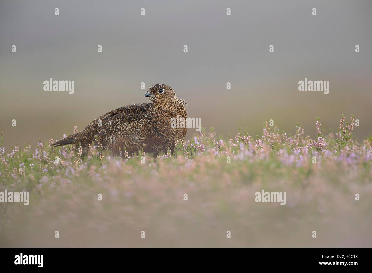 Summer moorland hi-res stock photography and images - Alamy