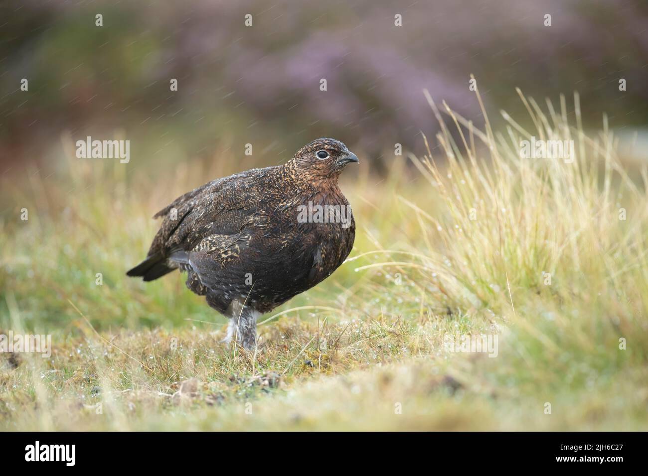 Red grouse (Lagopus lagopus scotica) adult female bird in a rain storm ...