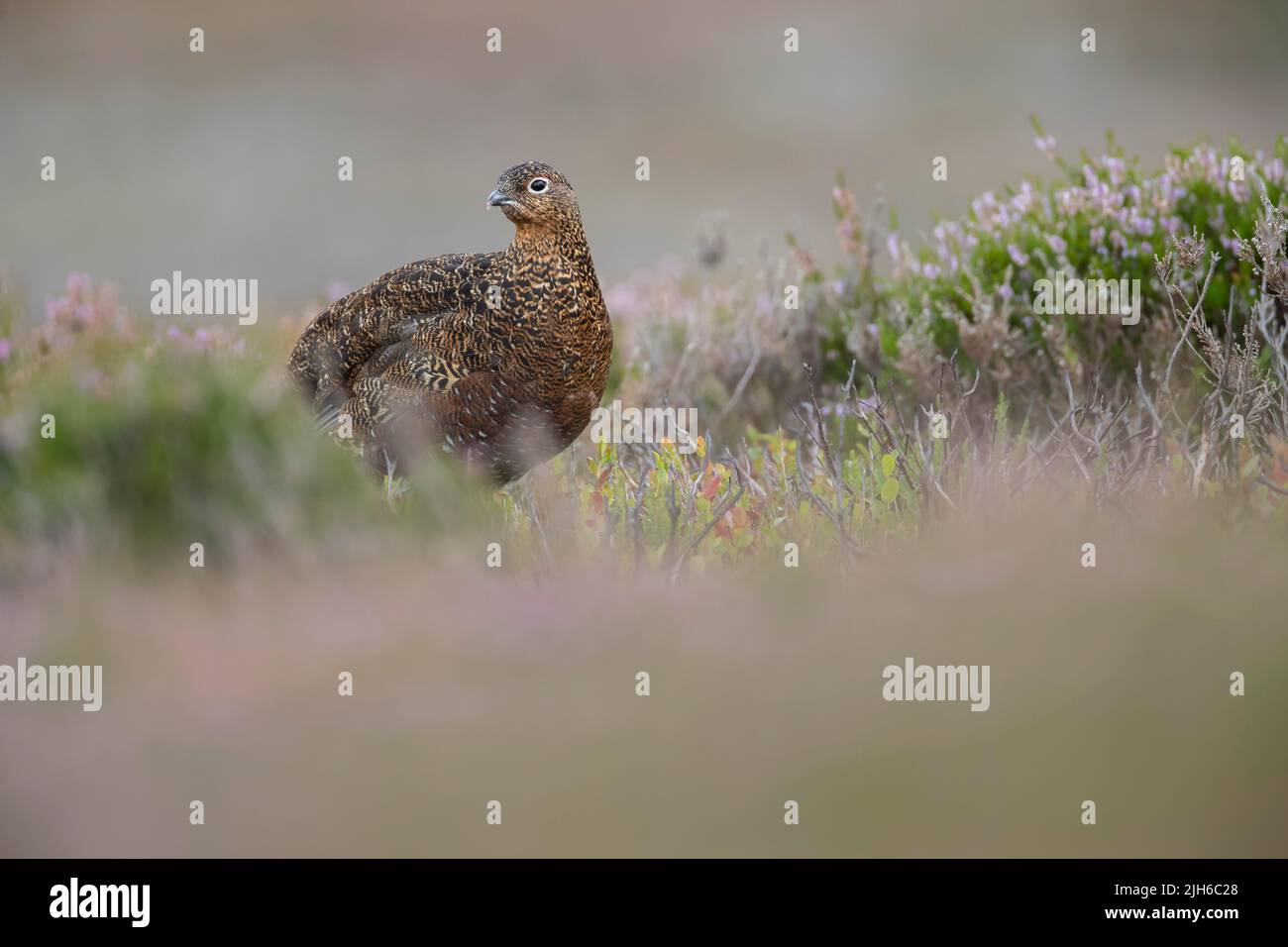 Red grouse (Lagopus lagopus scotica) adult female bird on a moorland ...