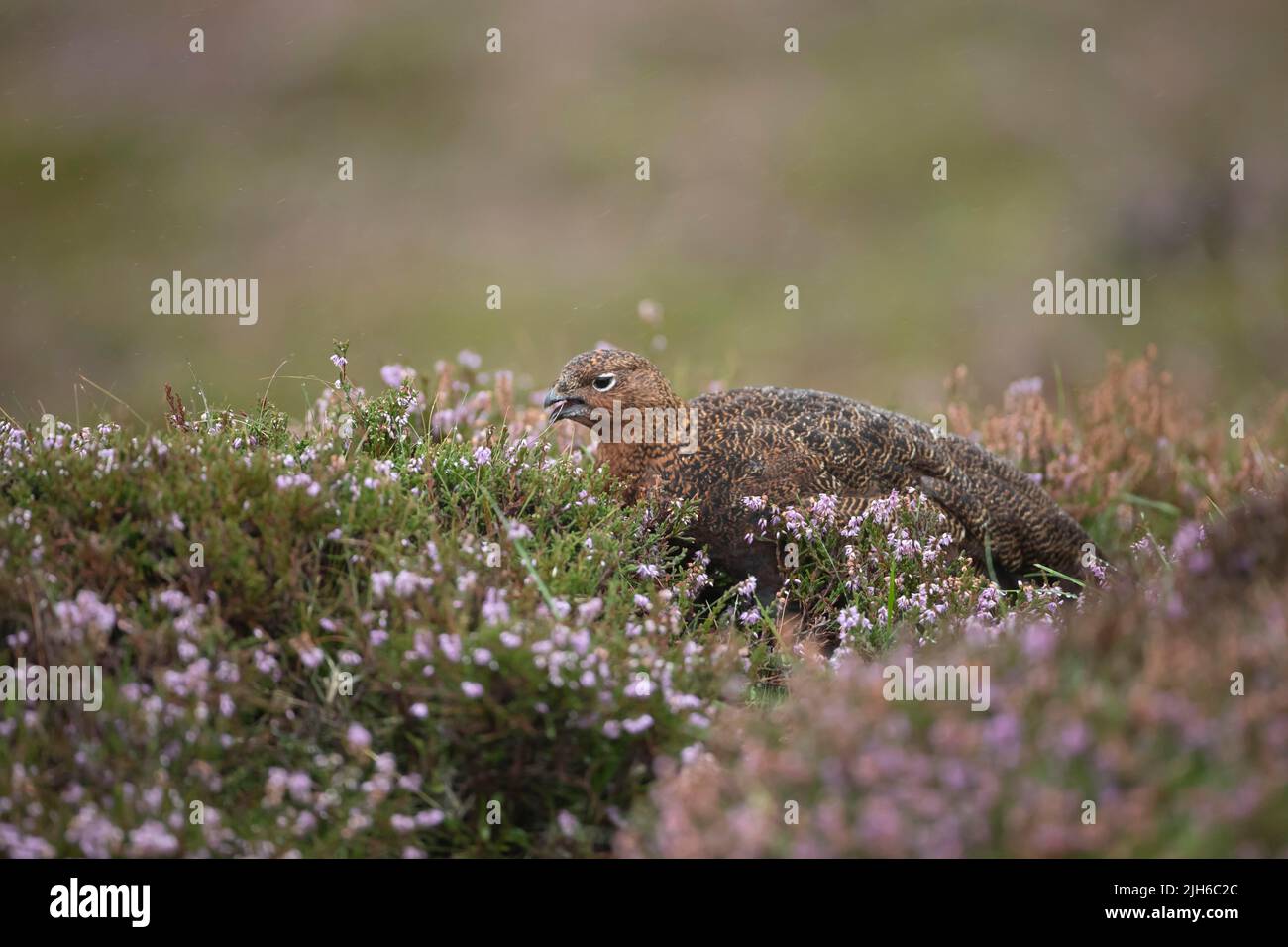 Animal feed plant united kingdom hi-res stock photography and images ...