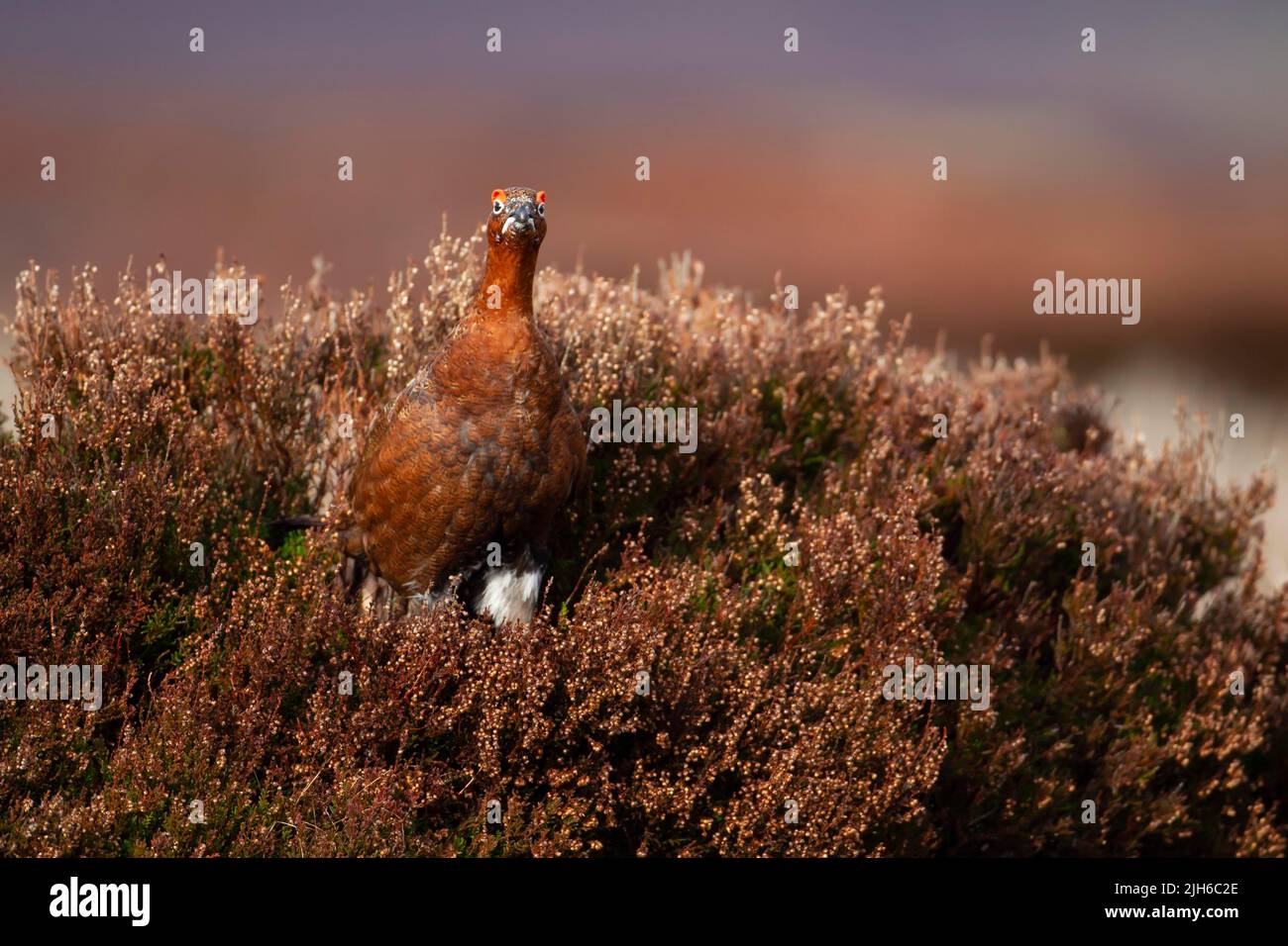 Red grouse (Lagopus lagopus scotica) adult bird on a Heather moorland ...