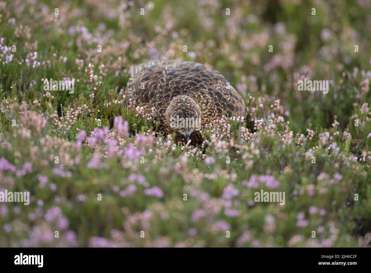 Animal feed plant united kingdom hi-res stock photography and images ...