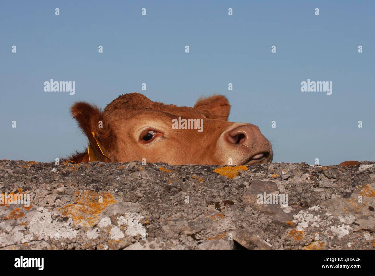 Cow looking over stone wall hi-res stock photography and images - Alamy