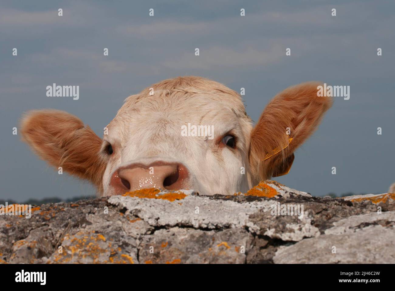 Cow looking over stone wall hi-res stock photography and images - Alamy