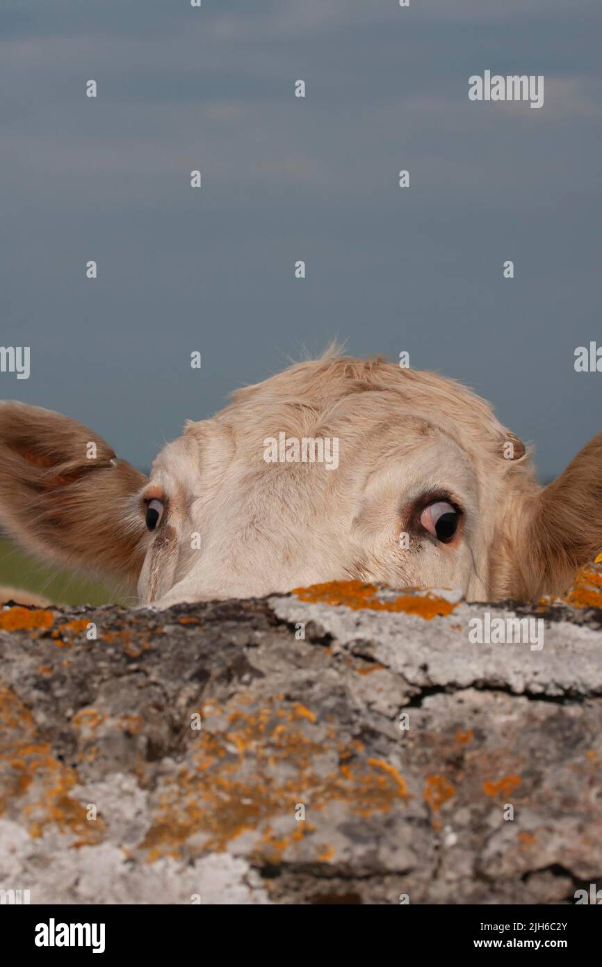 Cow (Bos taurus) adult animal looking over a stone wall, Pembrokeshire ...