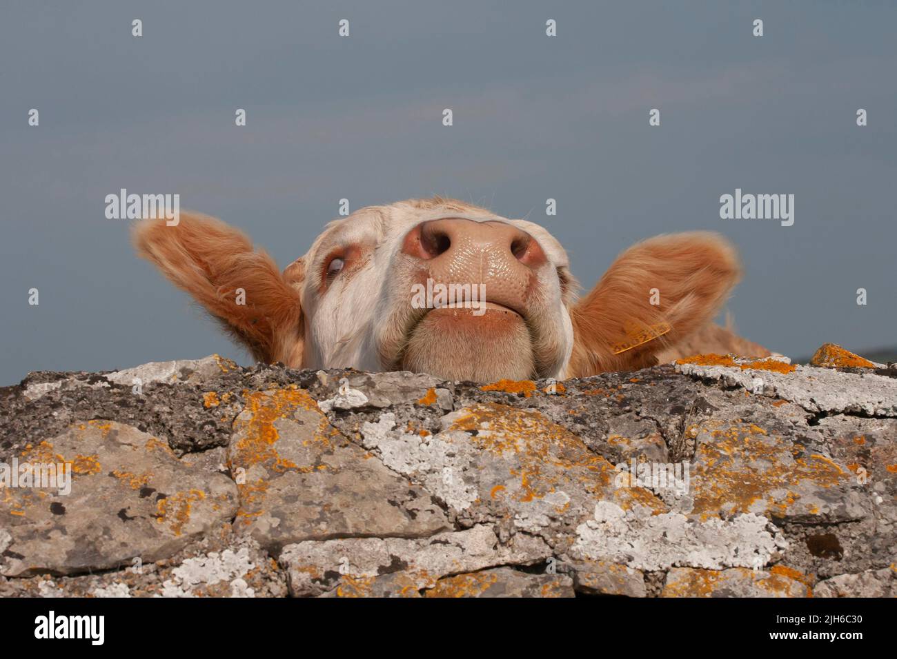 Cow (Bos taurus) adult animal looking over a stone wall, Pembrokeshire ...